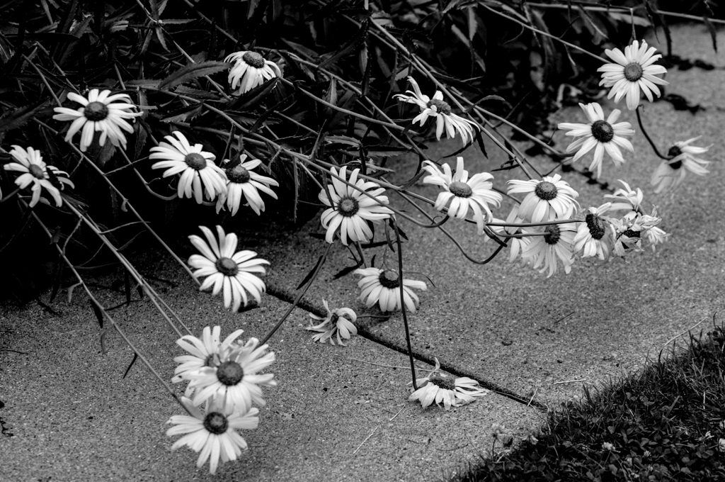 Post your own photographs thread | Page 51 | Steve Hoffman Music Forums